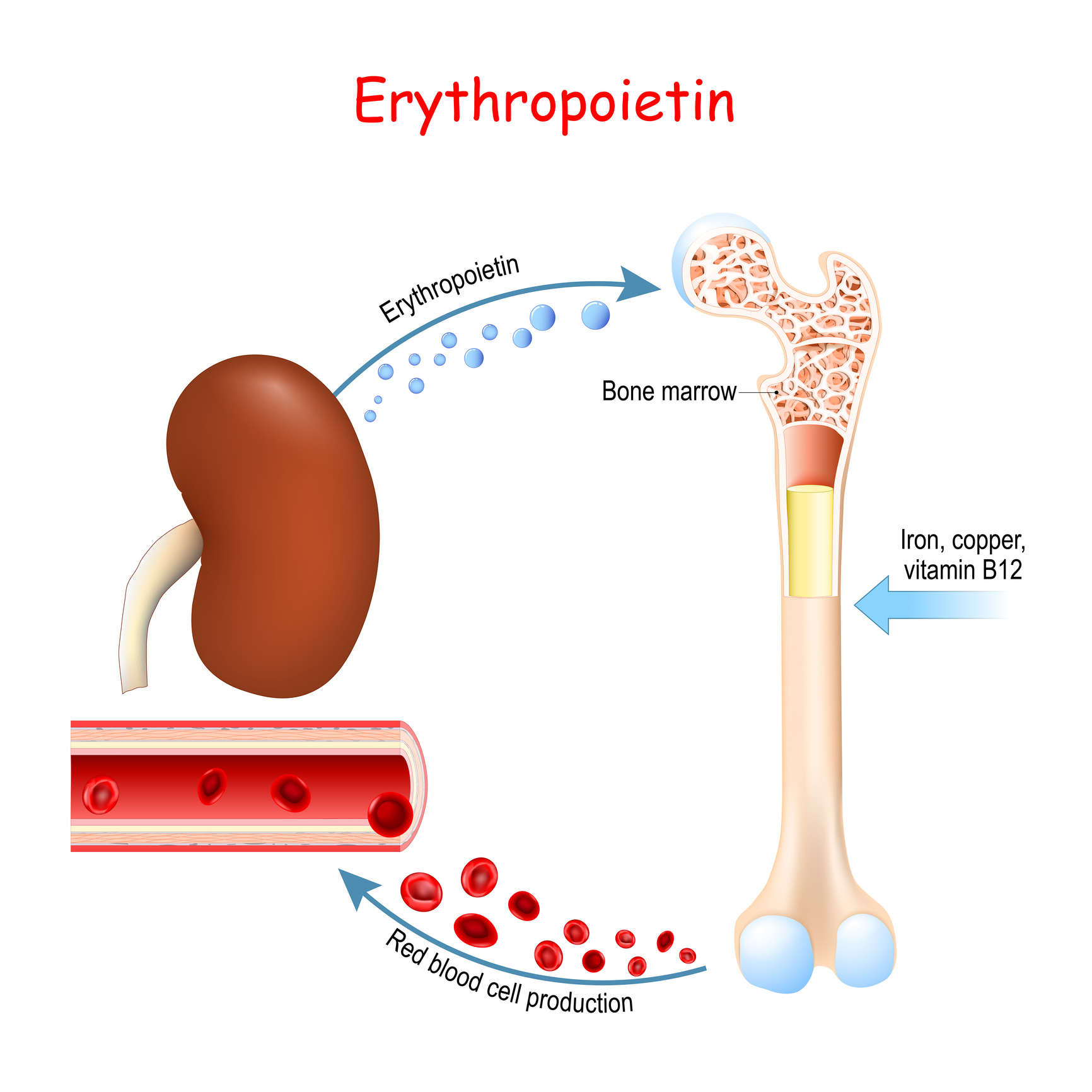 紅血球生成素（EPO）（Erythropoietin）在哪製造？功能是什麼？ – 瑞東診所